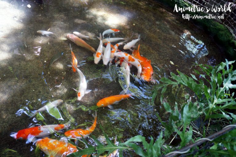 Guam Zoo a.k.a. Guam Zoological Botanical and Marine Garden - Animetric ...